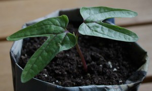ipomoea-seed-leaves – Higgledy Garden