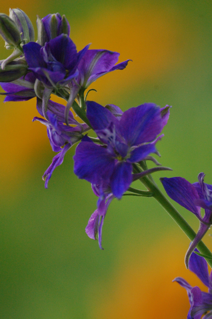 Larkspur ‘Sublime Blue’ – Higgledy Garden