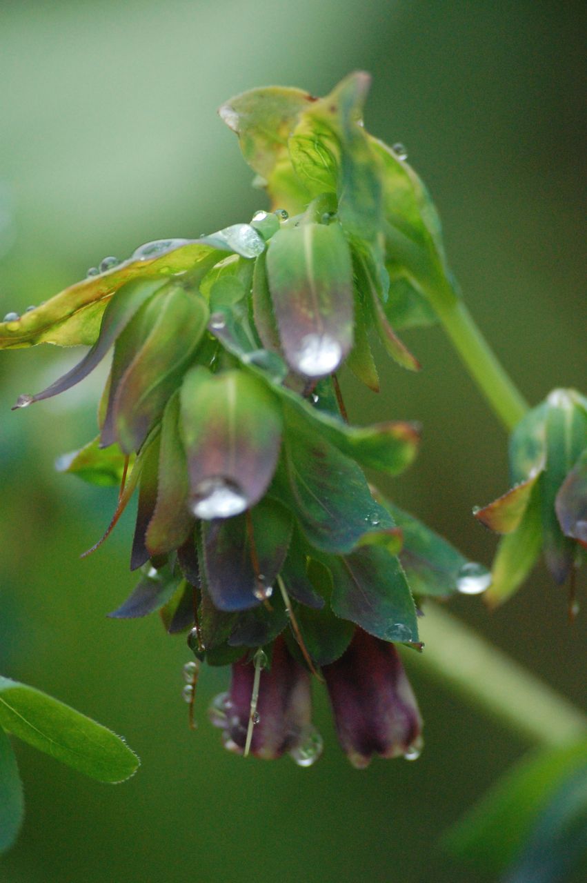 Cerinthe flower – Higgledy Garden