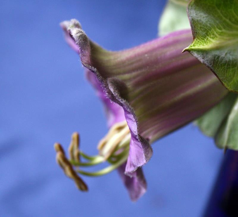 cobaea-scandens-purple – Higgledy Garden