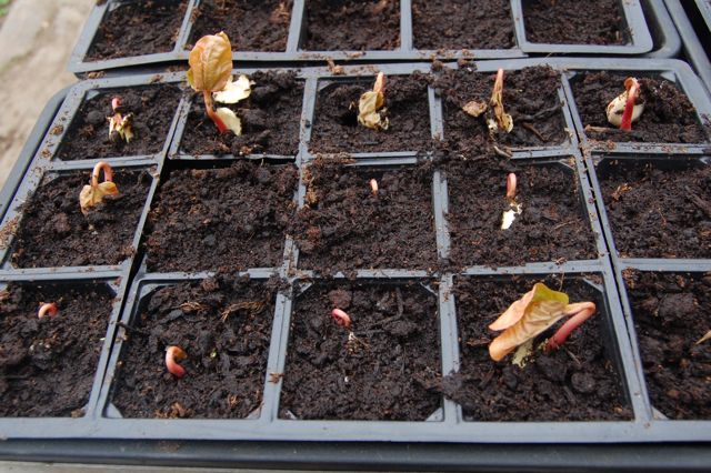 Ricinus Seedlings – Higgledy Garden