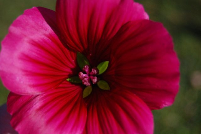 vulcan flower – Higgledy Garden