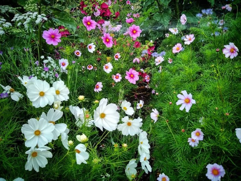 The easiest flowers to grow for a cut flower patch. – Higgledy Garden