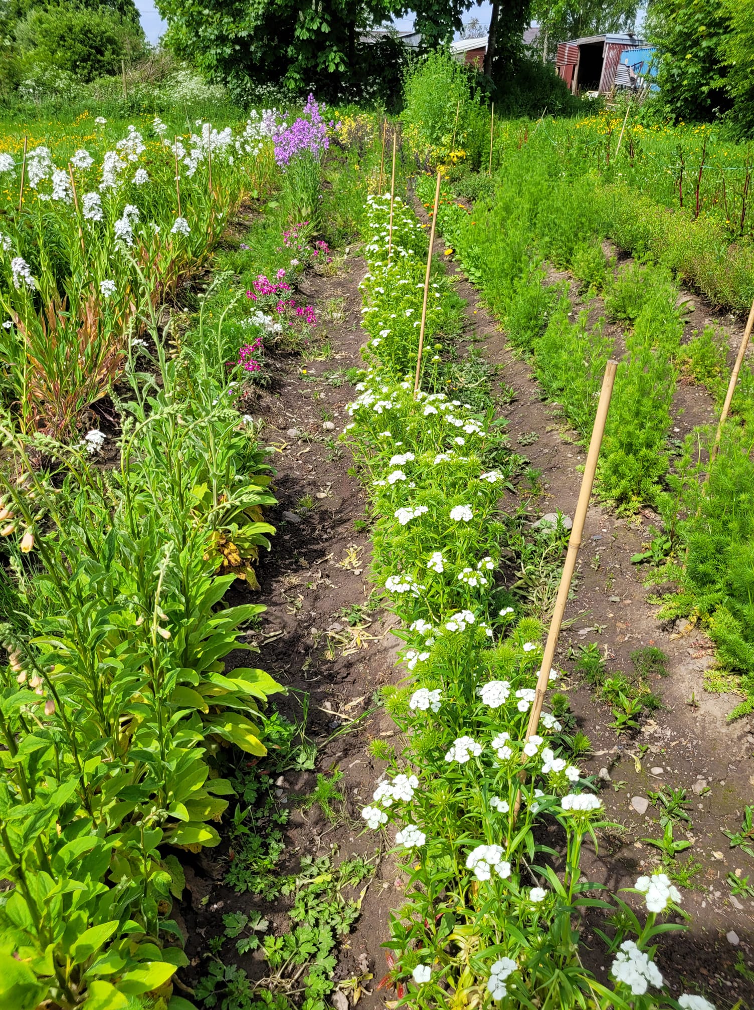 9 reasons to sow biennials this summer for your cutting garden ...