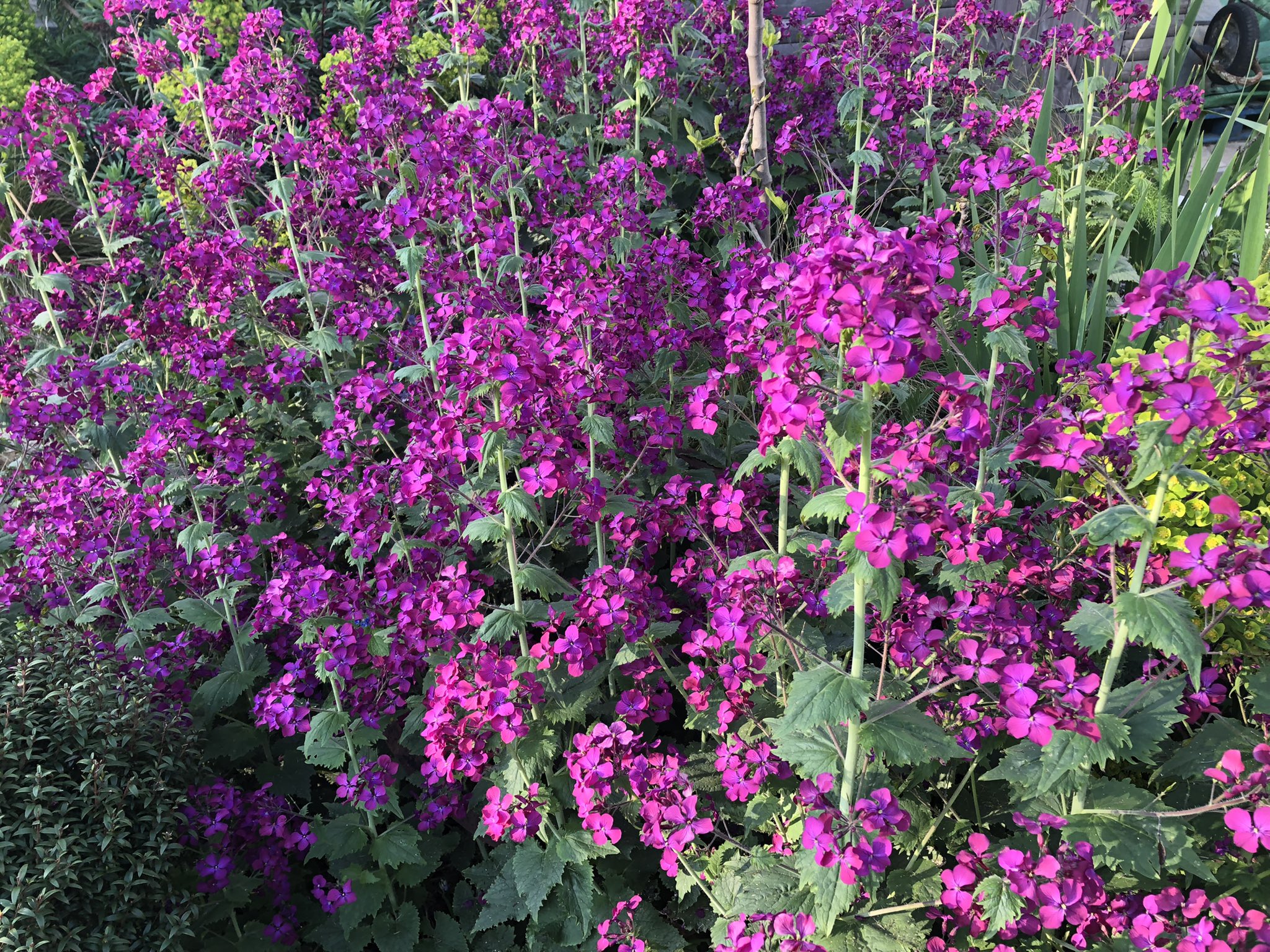 9 reasons to sow biennials this summer for your cutting garden ...