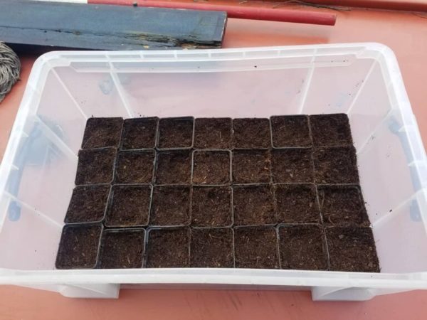 Storage boxes as mini-greenhouses. A guide. – Higgledy Garden