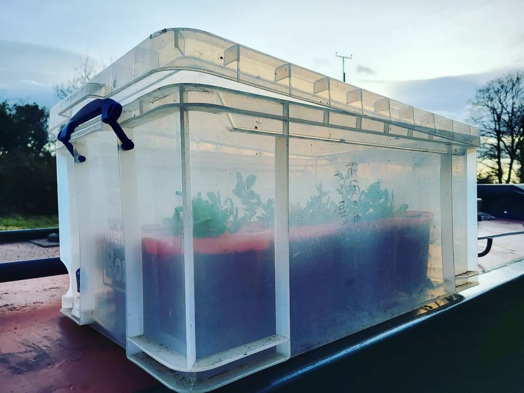 Storage boxes as mini-greenhouses. A guide. – Higgledy Garden