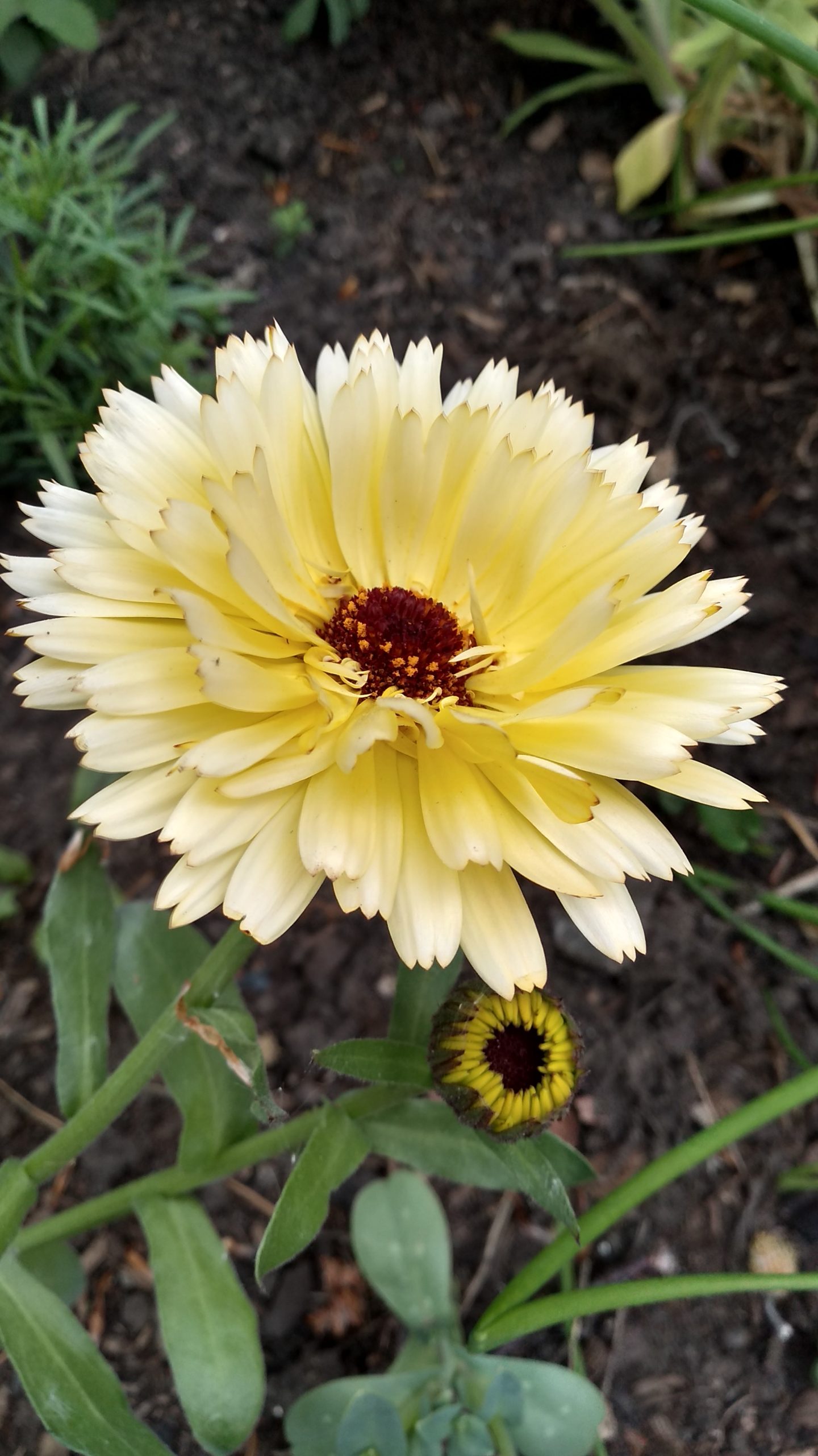 Calendula Girls – Higgledy Garden