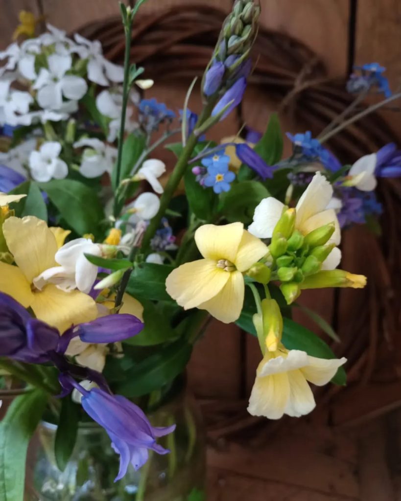 Wallflower ‘Ivory White’. (Anne says it leans to primrose yellow ...