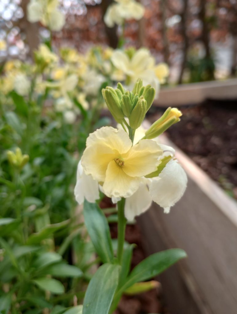 Wallflower ‘Ivory White’. (Anne says it leans to primrose yellow ...