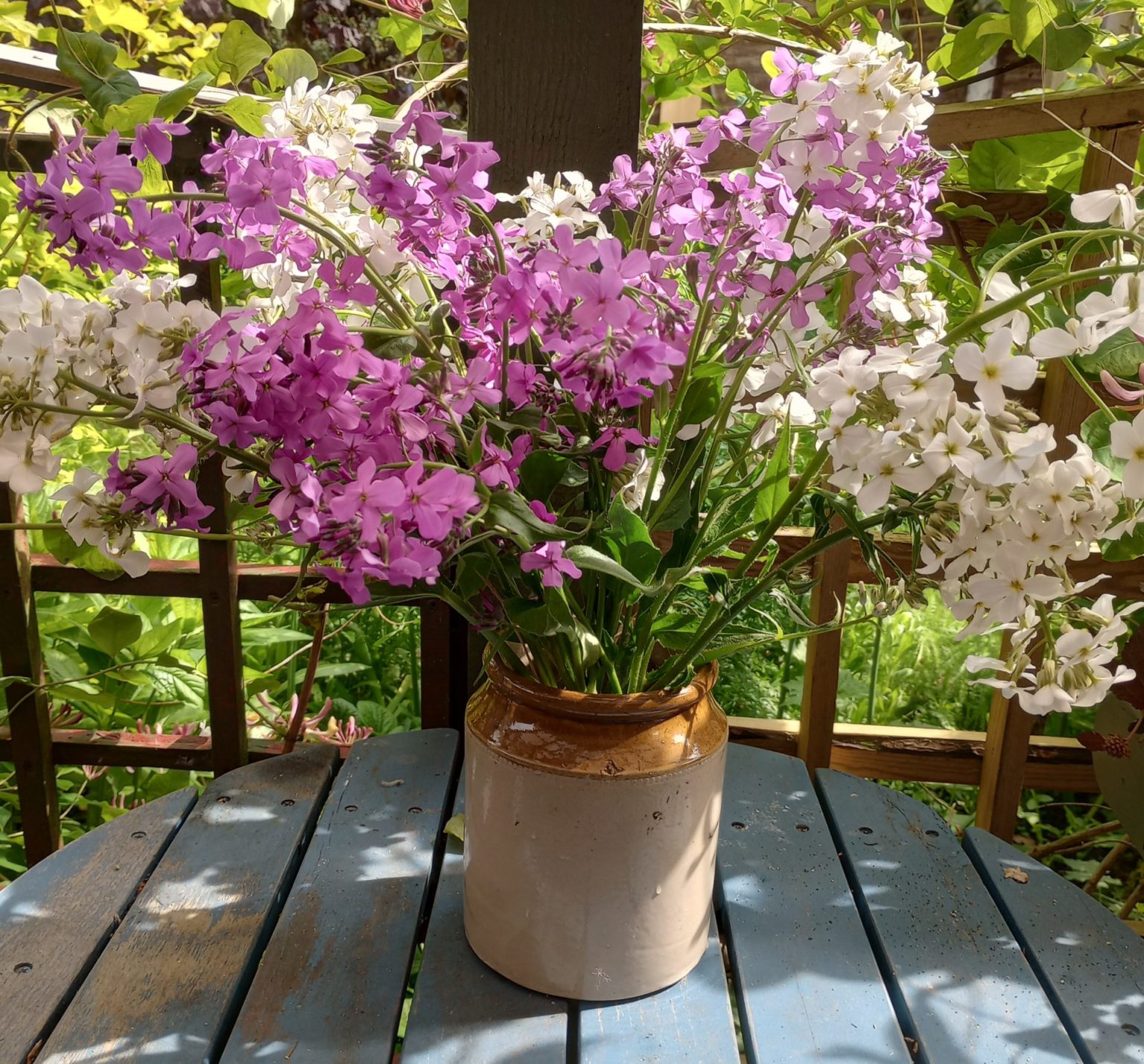 How to grow the best biennial flowers from seed. – Higgledy Garden