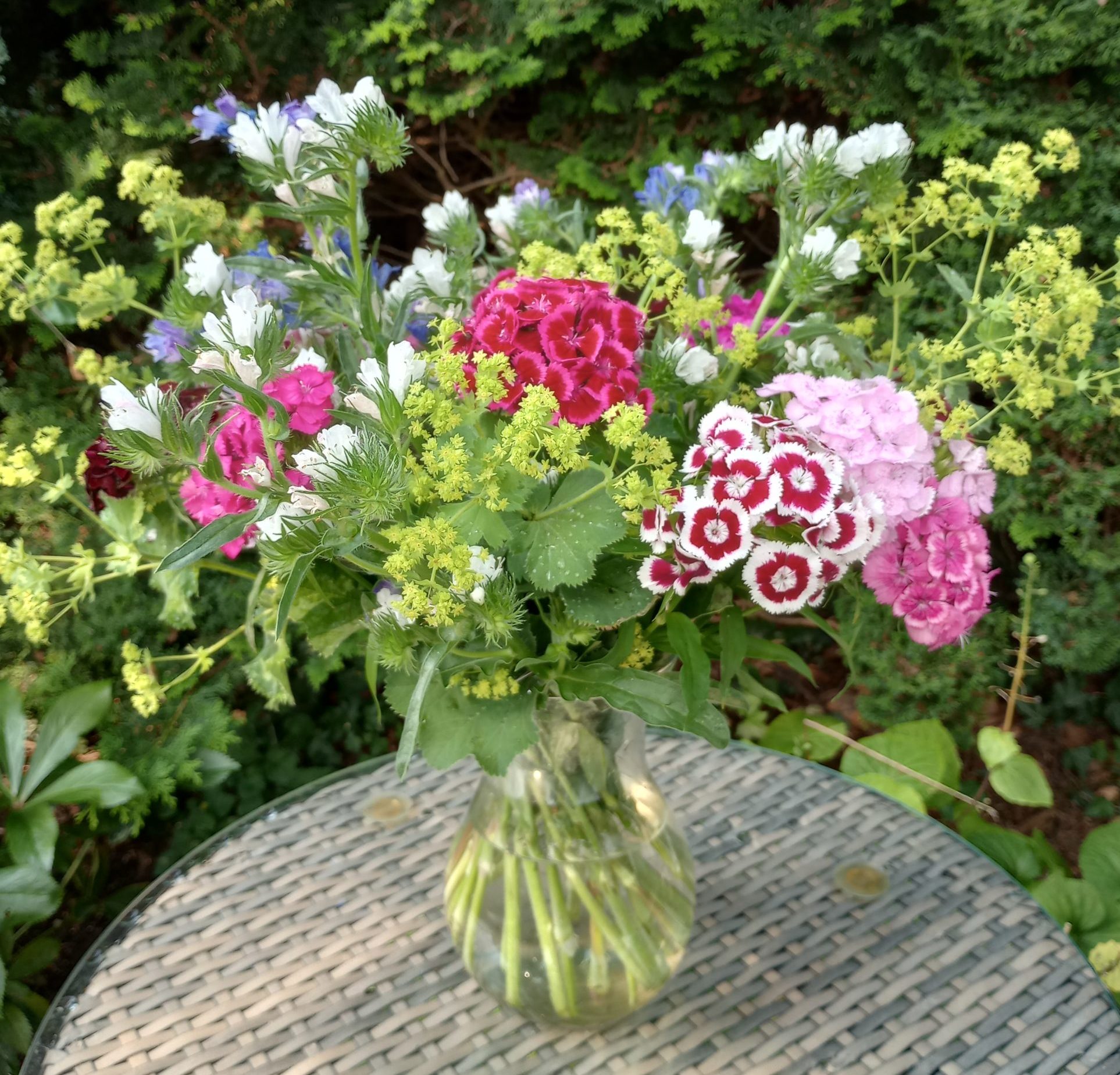 How to grow the best biennial flowers from seed. – Higgledy Garden