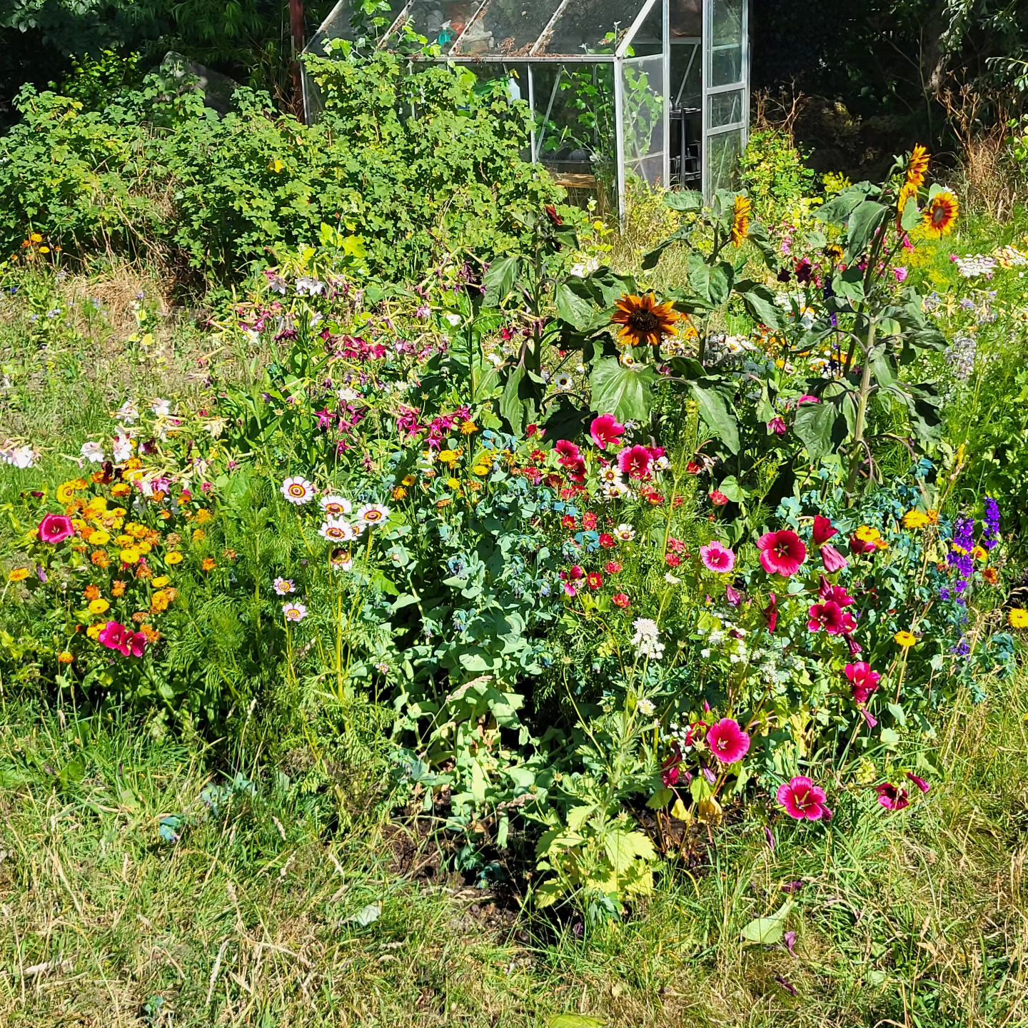 Sowing my biennial flower seeds. July 7th. – Higgledy Garden