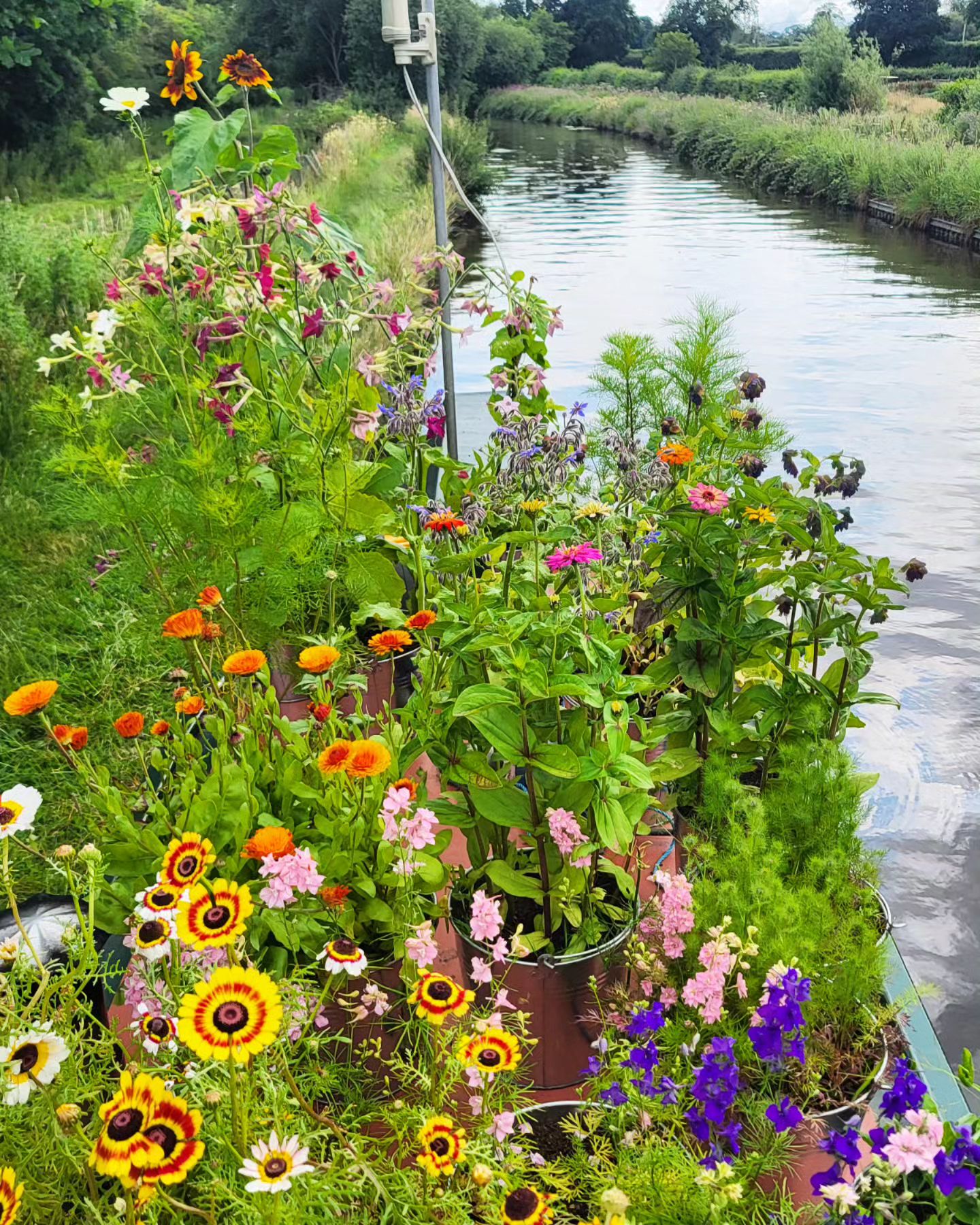 Cut flower garden tips. Prepping flower beds. Two methods. – Higgledy ...