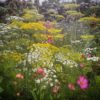 Seeds to sow in May – Higgledy Garden