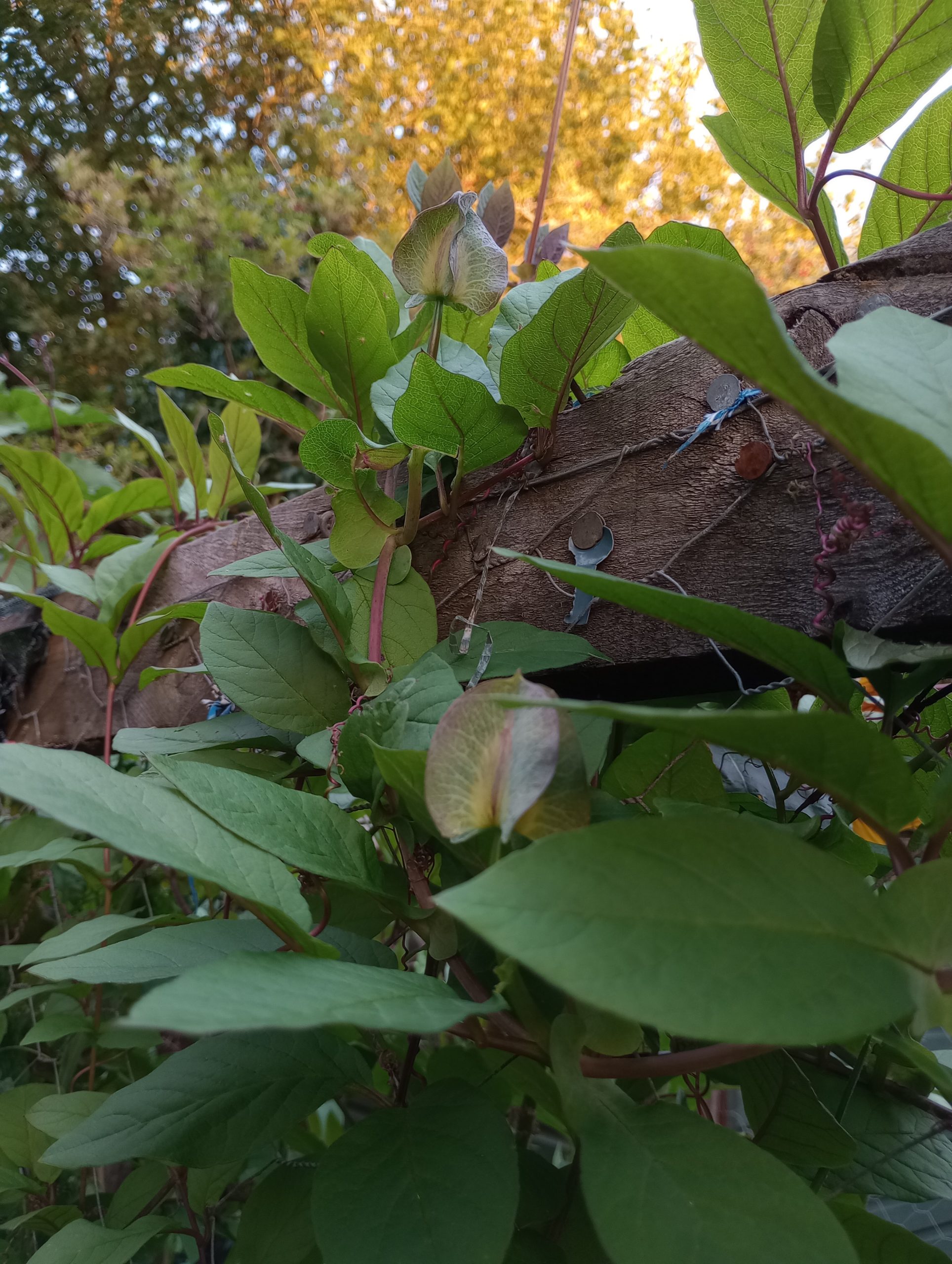 Getting ready to sow Cobaea – Higgledy Garden