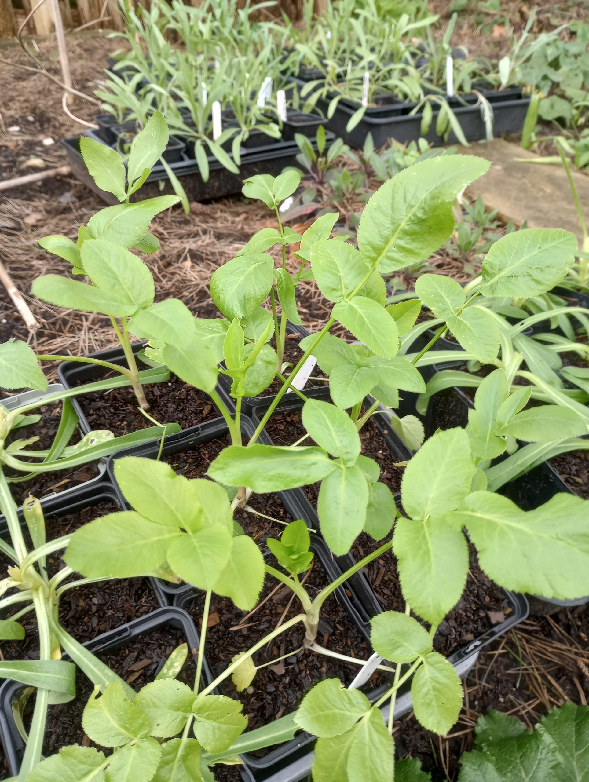 Unleash your seed boxes – Higgledy Garden