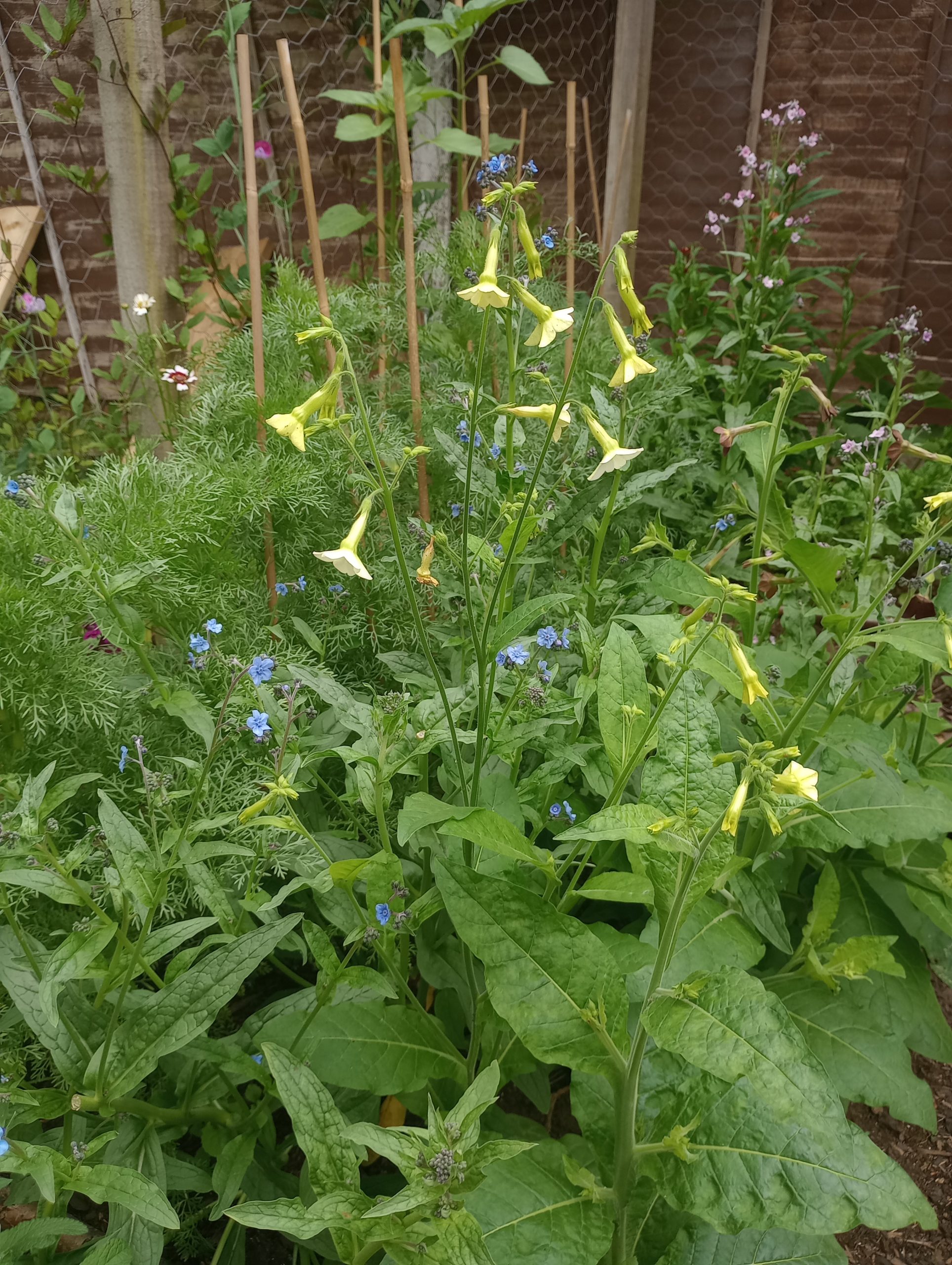 Nicotiana for your cut flower patch – Higgledy Garden