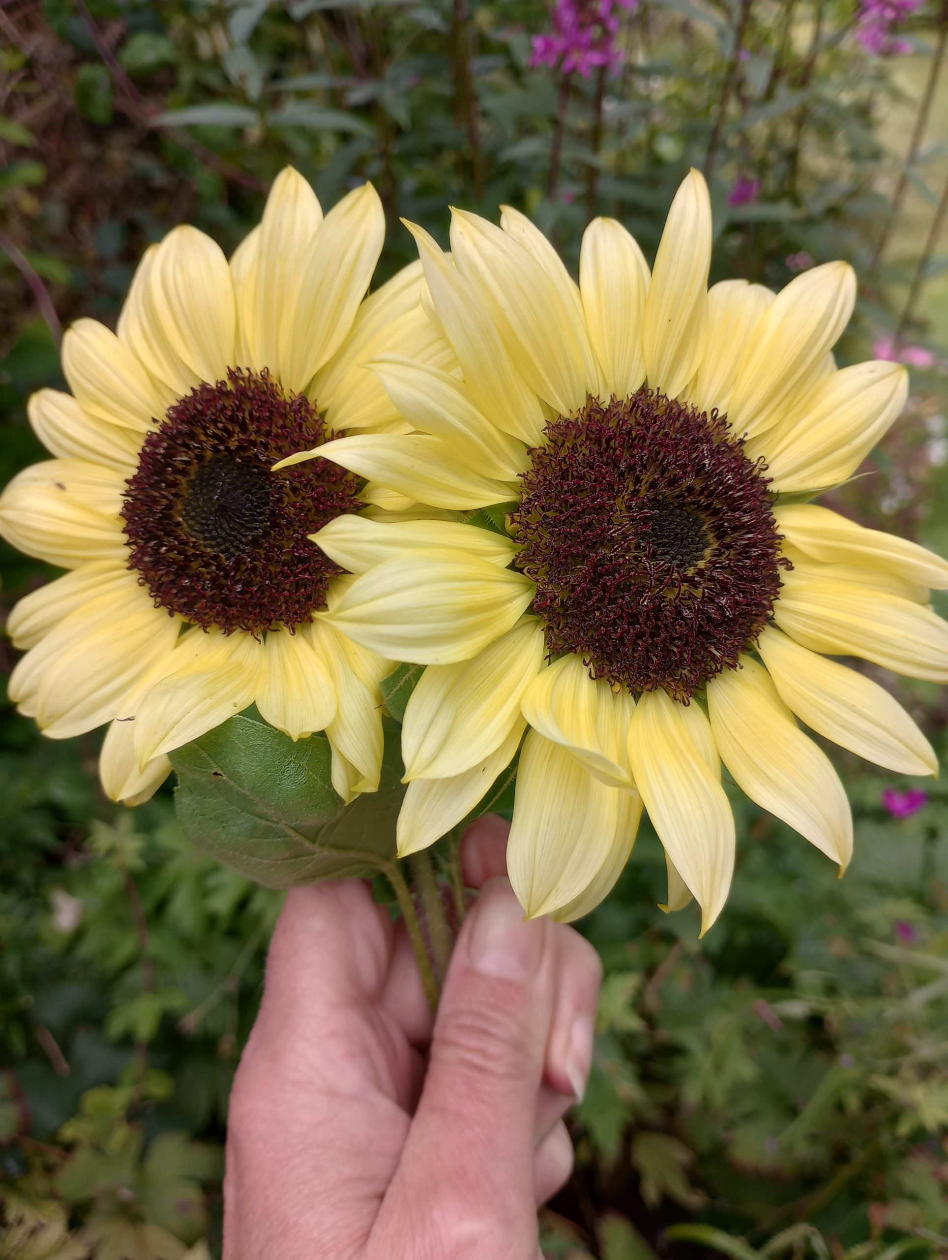 Sunflowers for cut flowers. – Higgledy Garden