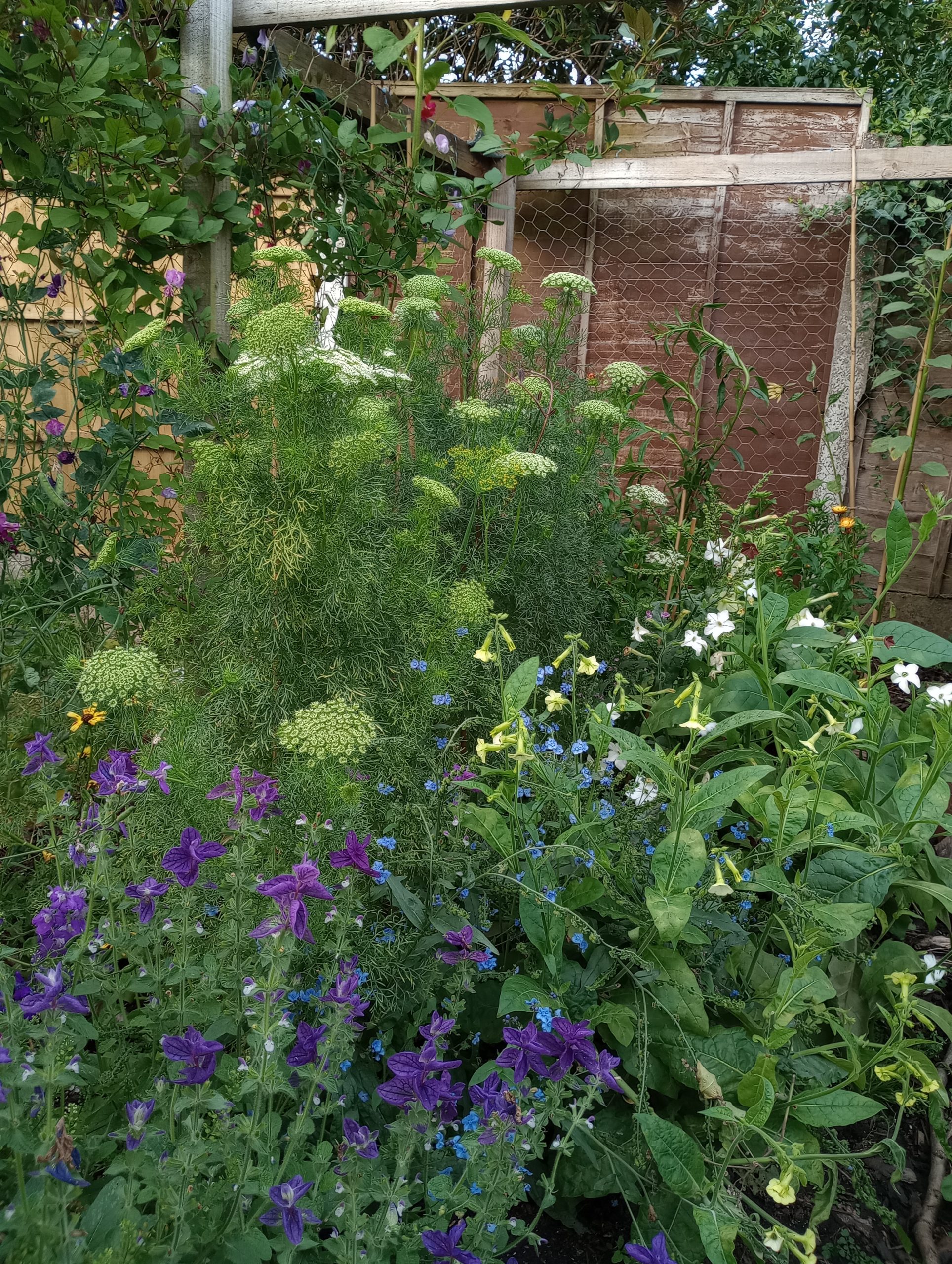 Nicotiana for your cut flower patch – Higgledy Garden